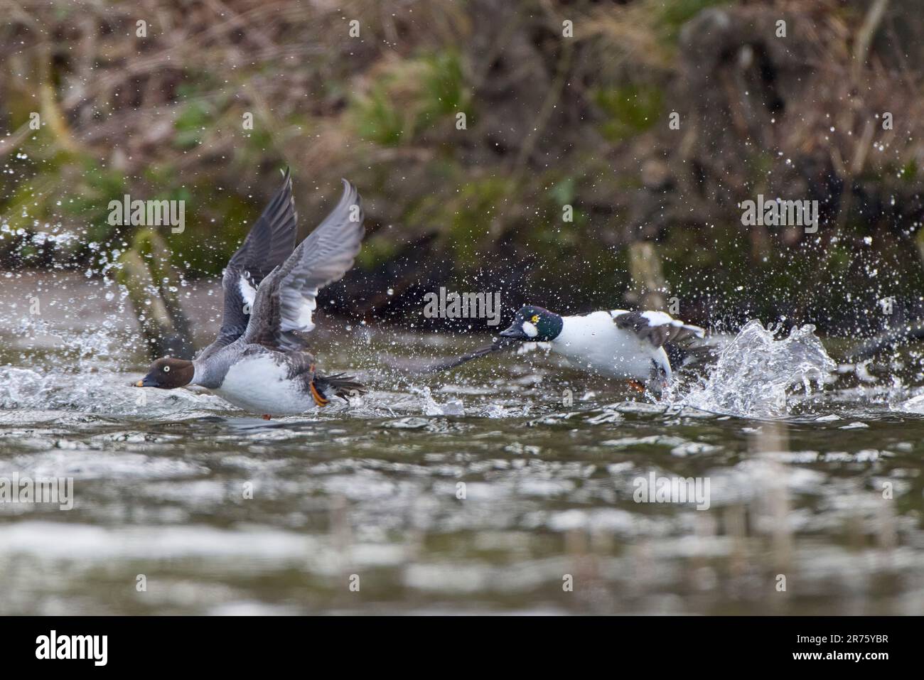 Common Goldeneye, Bucephala clangula, in flight Stock Photo - Alamy