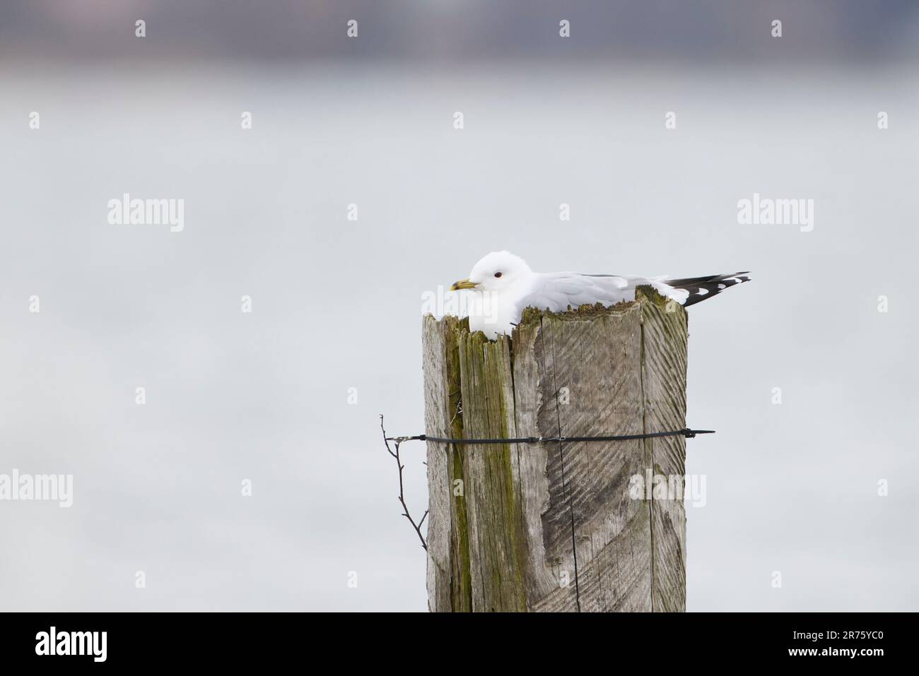 Gull breeding site hi-res stock photography and images - Alamy
