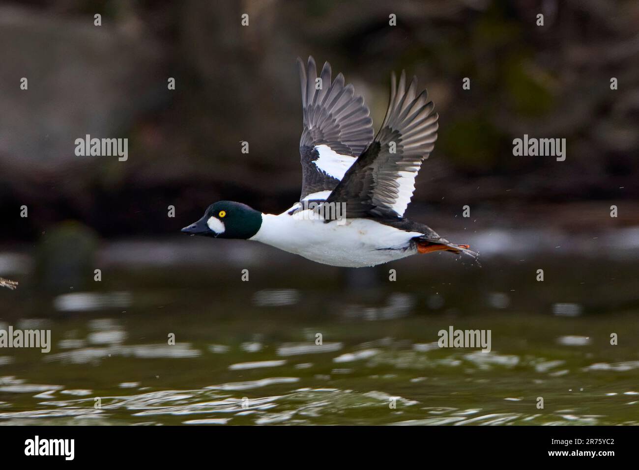Common Goldeneye, Bucephala clangula, in flight Stock Photo - Alamy