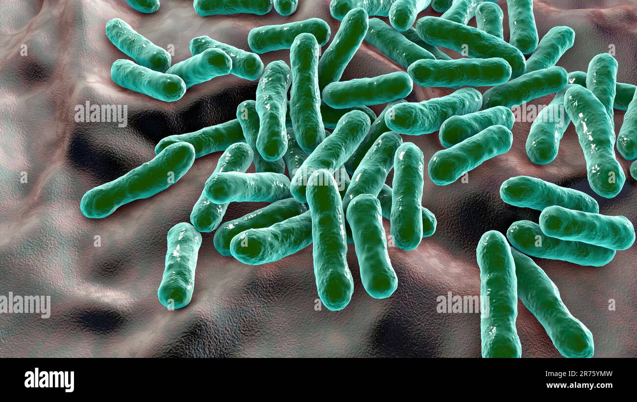 Cutibacteria hi-res stock photography and images - Alamy
