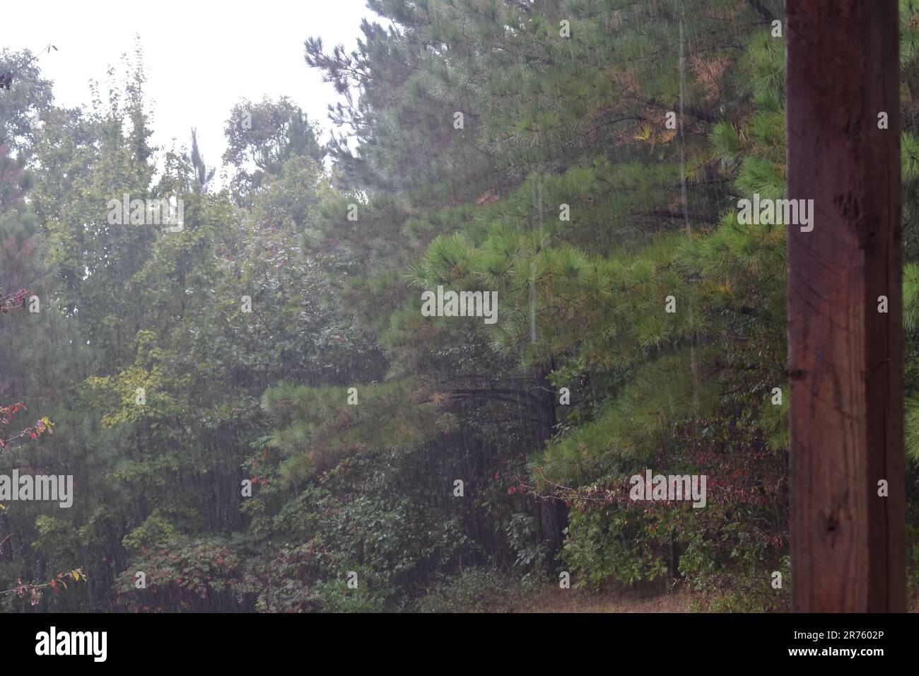 A heavy rain gives a blurred look to the woods at the edge of the yard ...
