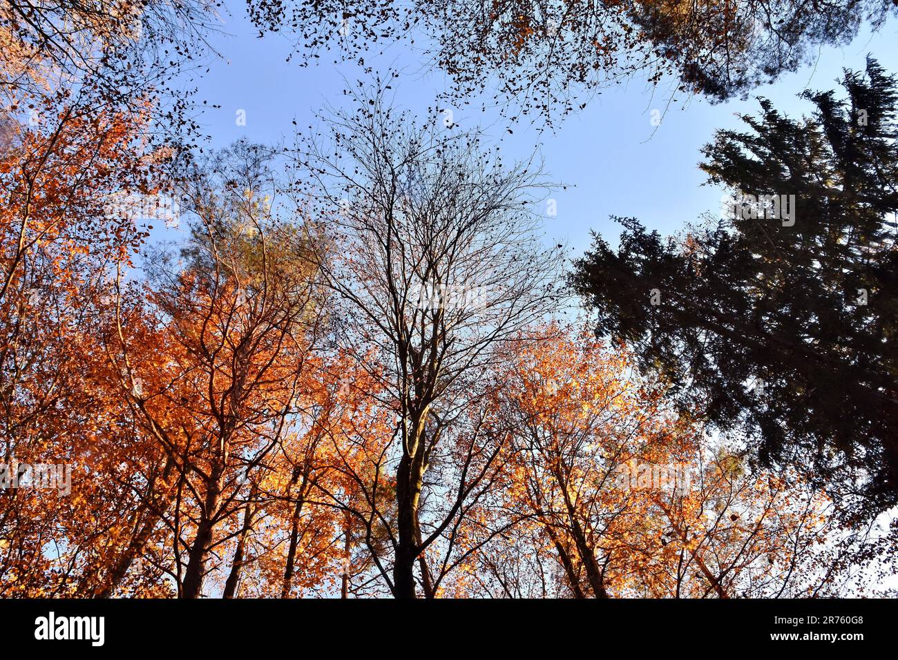 Serene view tall trees reaching hi-res stock photography and images - Alamy