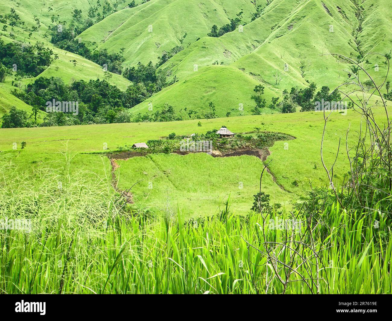 A very green setting Stock Photo - Alamy