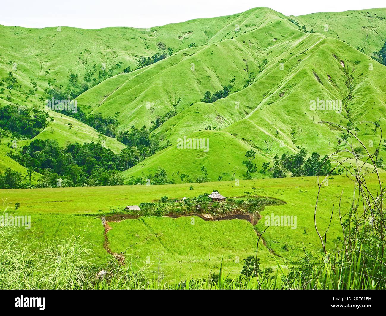 A very green setting Stock Photo - Alamy