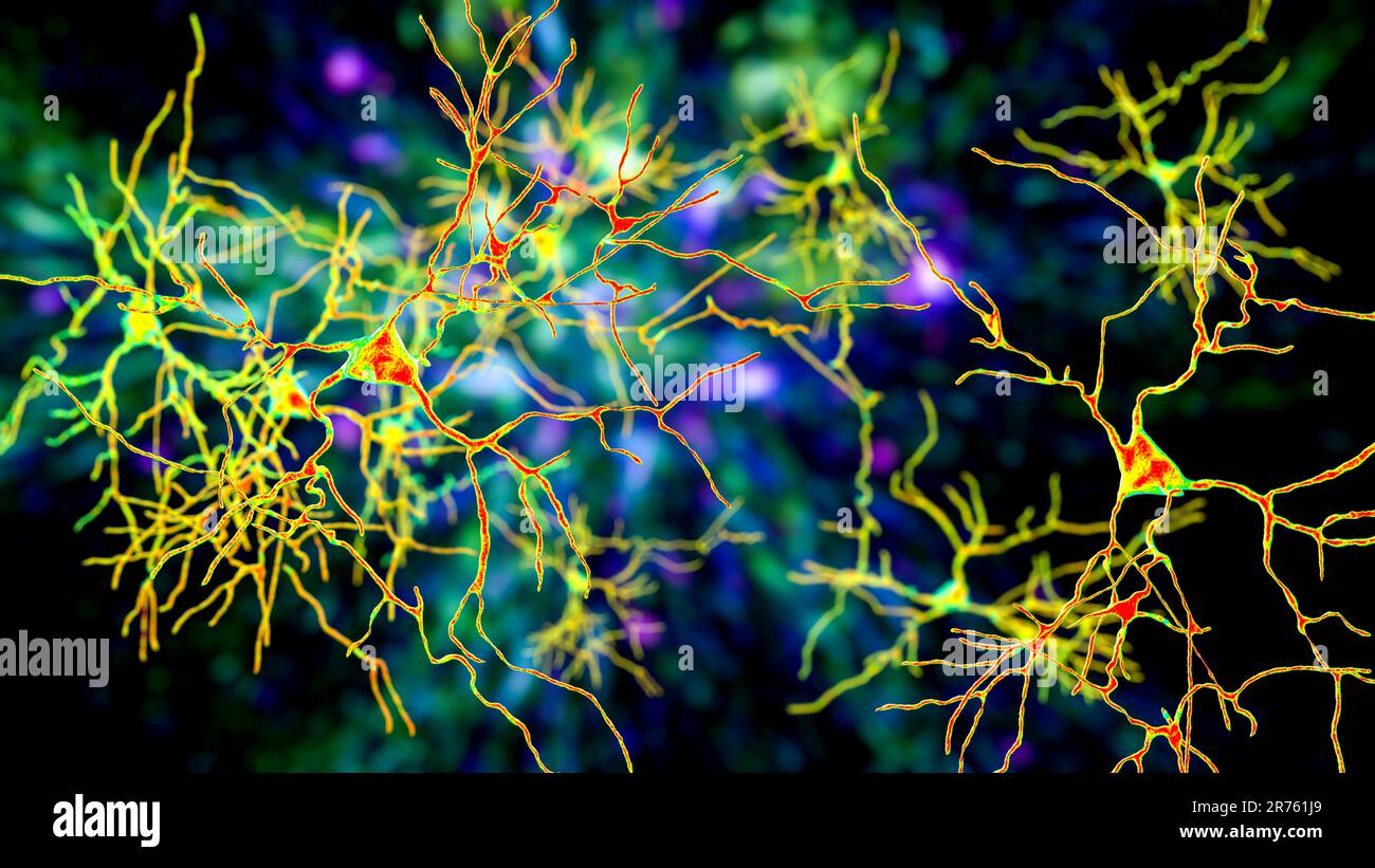 Neurons, brain cells located in the amygdala, computer illustration ...