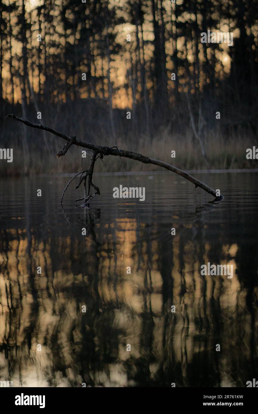 Branch sticking out of water hi-res stock photography and images - Alamy