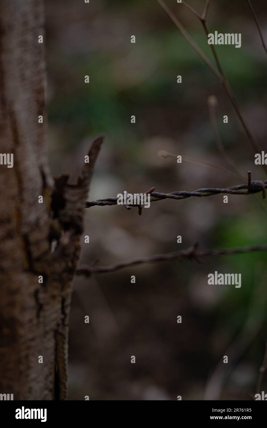 A high-resolution close-up shot of a barbed wire fence with two trees ...