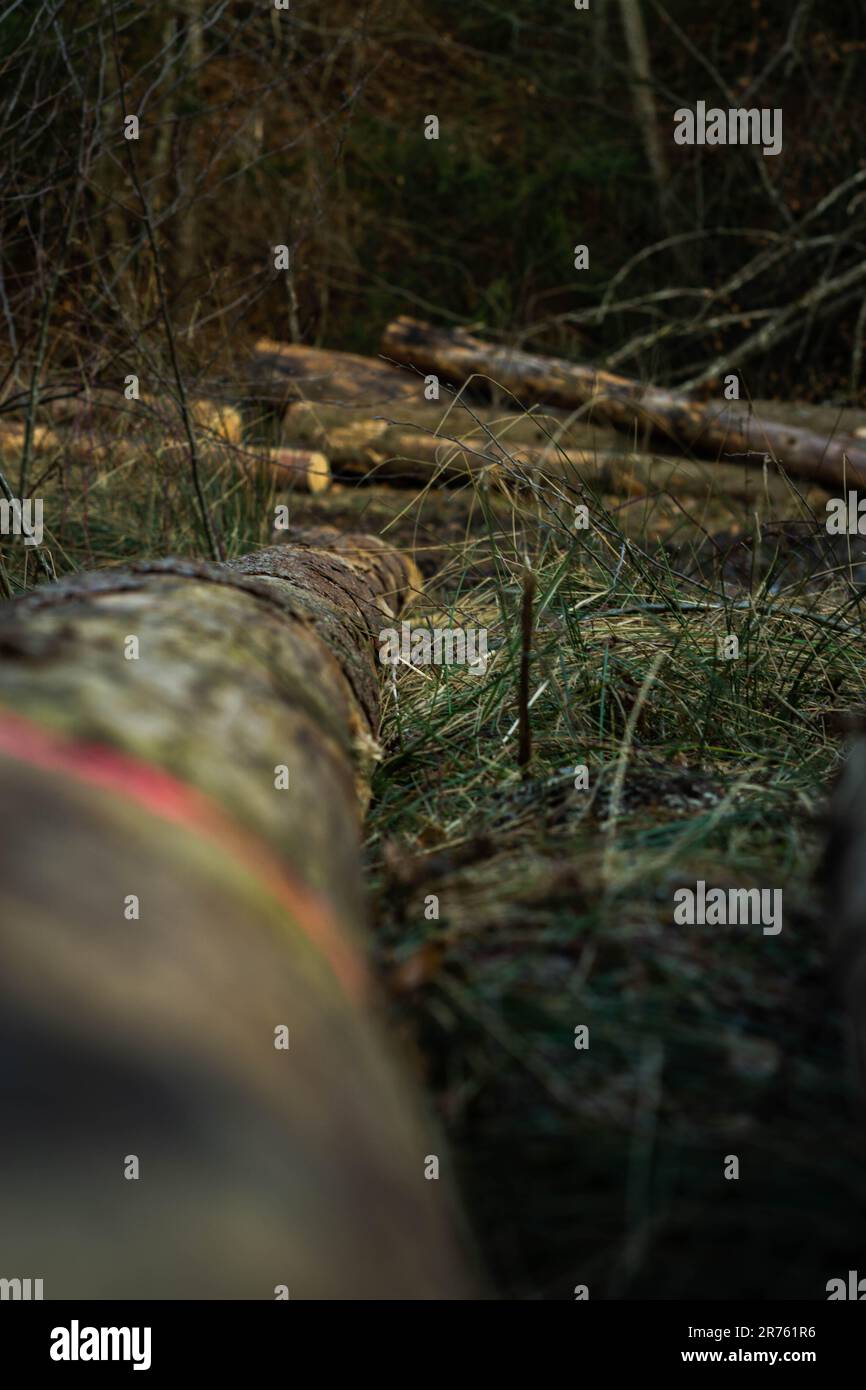 A large log lies in the middle of a sun-dappled forest path, with tall ...