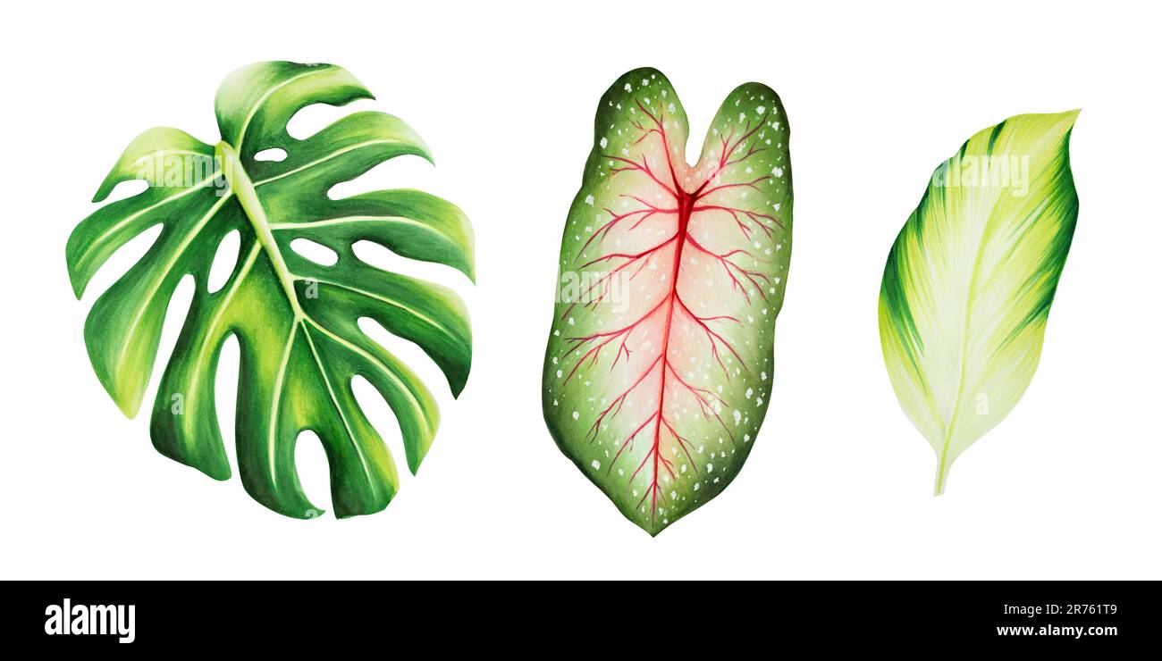 Watercolor set of realistic tropical leafs. Illustration of monstera ...