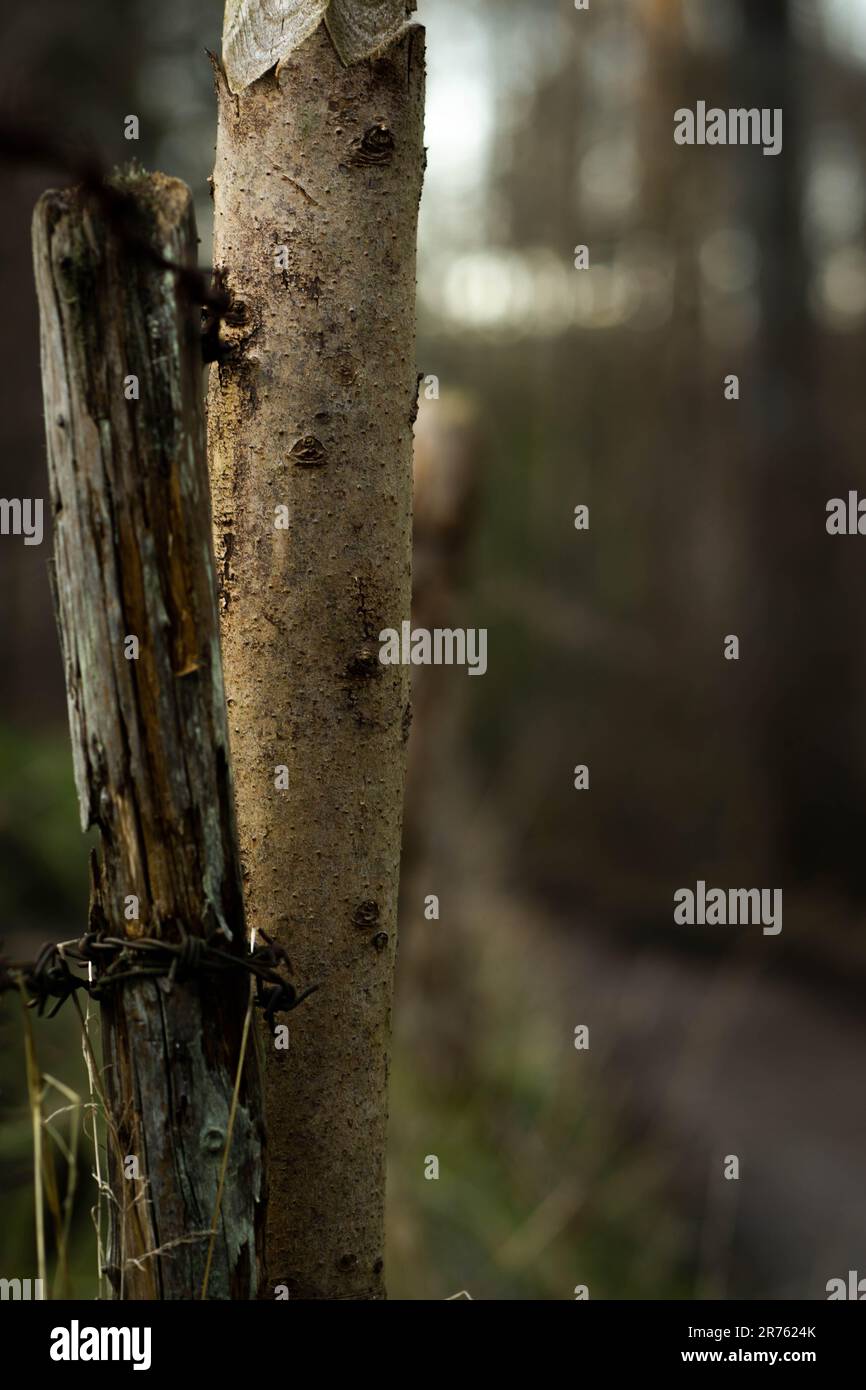 An up-close image of several slender tree trunks, surrounded by a ...