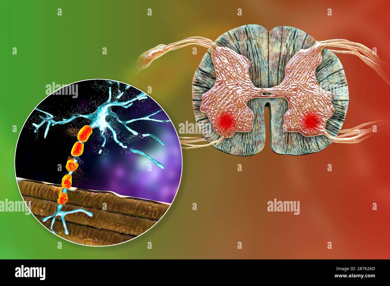 Entering Motor Neurons Spinal Cord