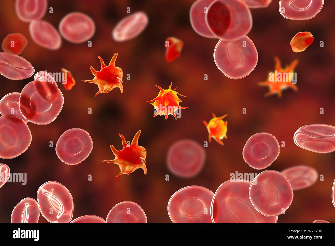 Activated platelets in a blood smear with red blood cells, computer ...