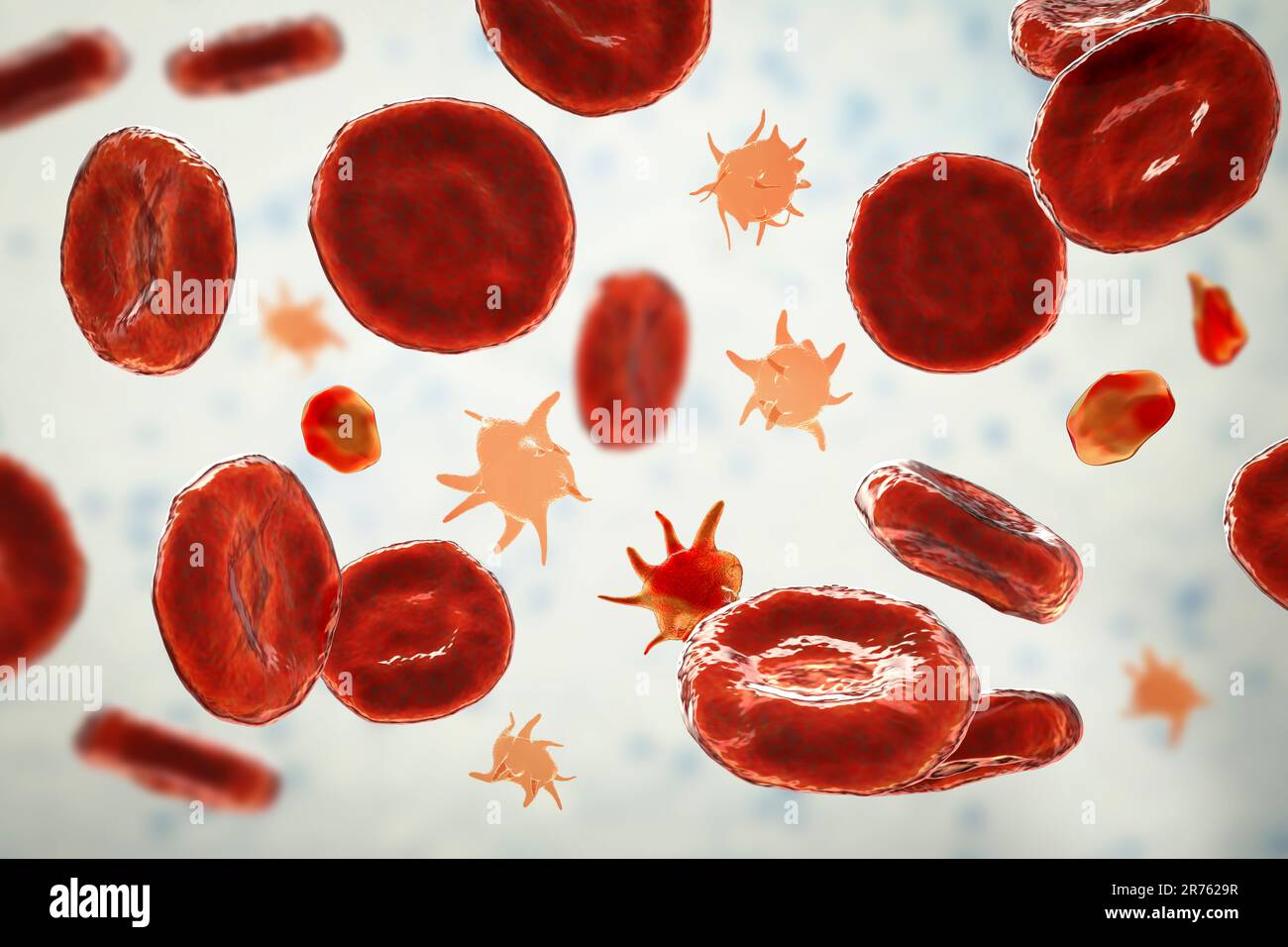 Activated platelets in a blood smear with red blood cells, computer ...