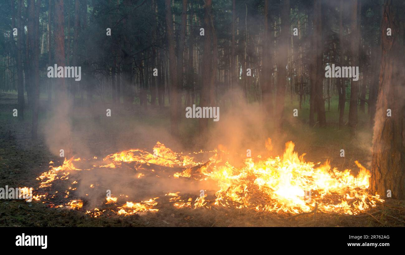 Surface (crawling) wildfire in a pine forest Stock Photo - Alamy
