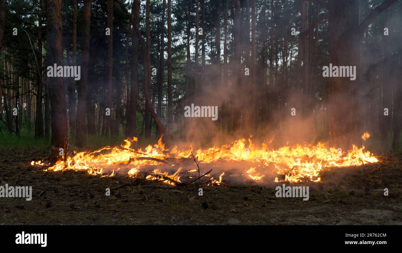 Pine wildfire wildland hi-res stock photography and images - Alamy