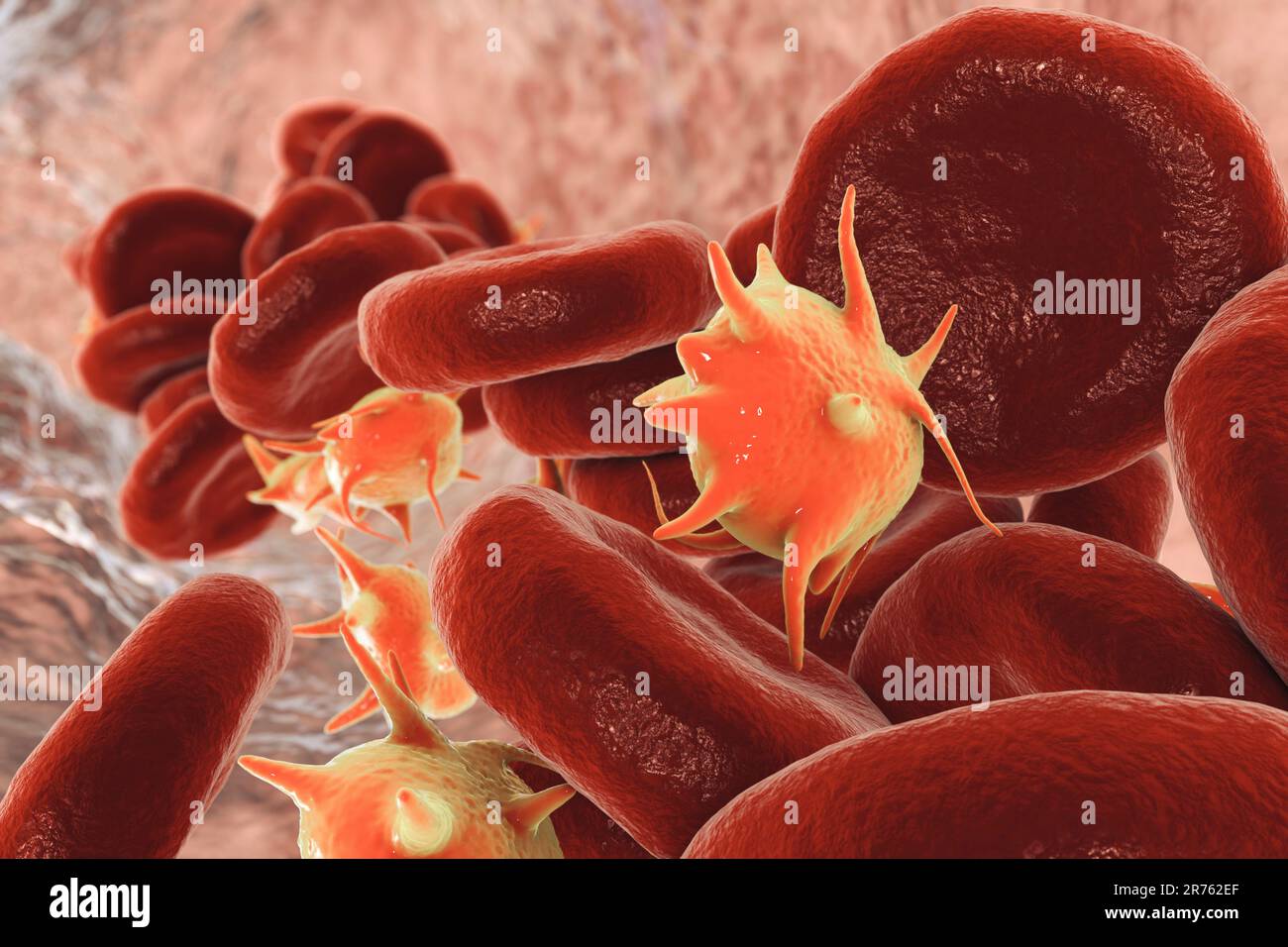 Activated platelets in blood flow, computer artwork Stock Photo - Alamy