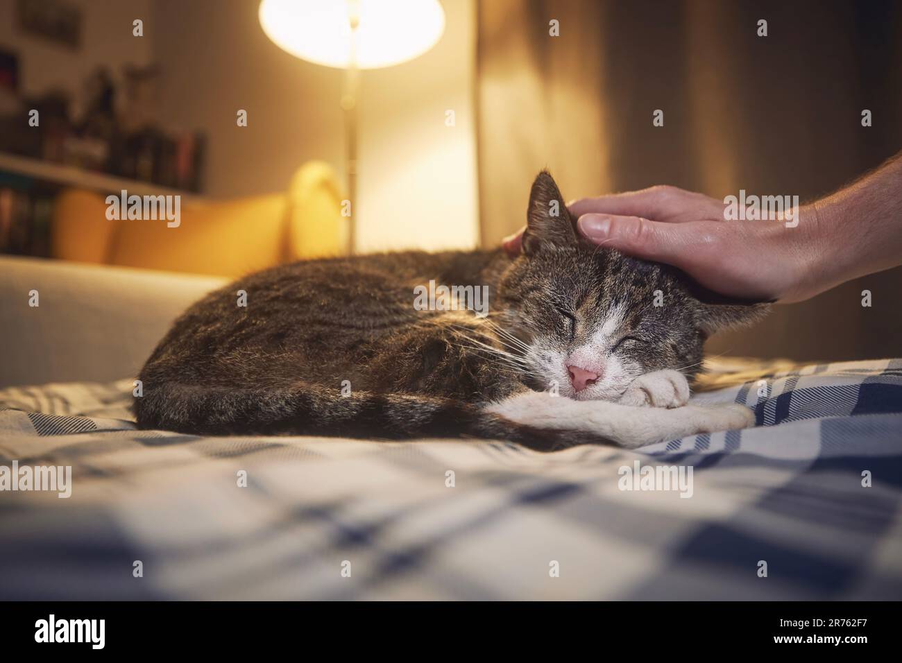 Cute cat lying on bed and sleeping in cozy home bedroom at night. Hand ...