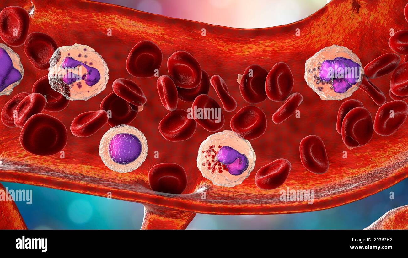 Blood flow. Computer illustration showing different types of blood ...
