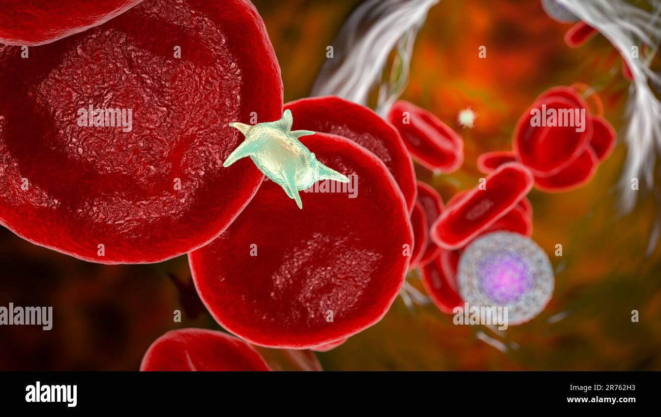 Activated platelets in blood flow, computer artwork Stock Photo - Alamy