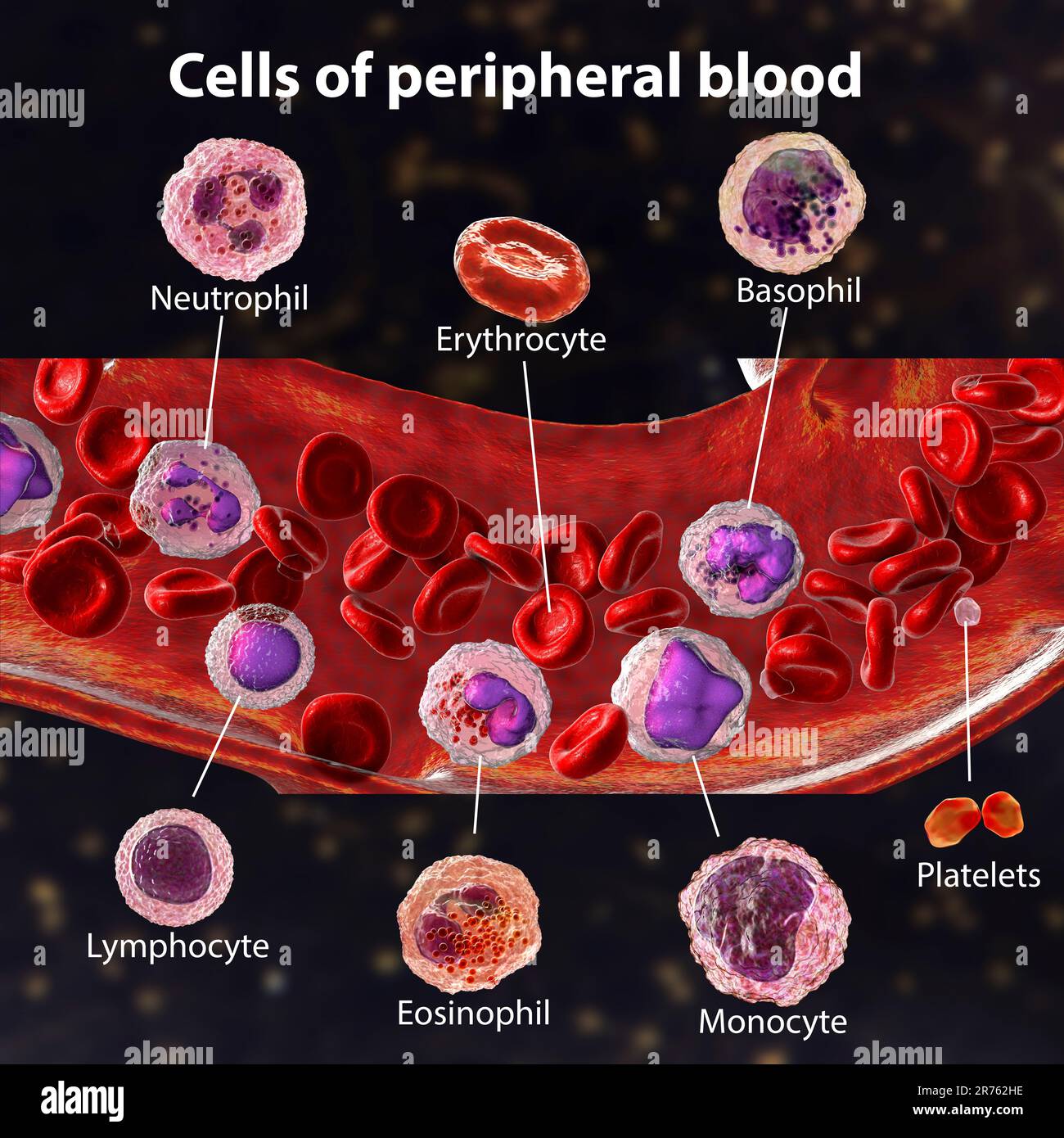 Blood flow. Computer illustration showing different types of blood ...