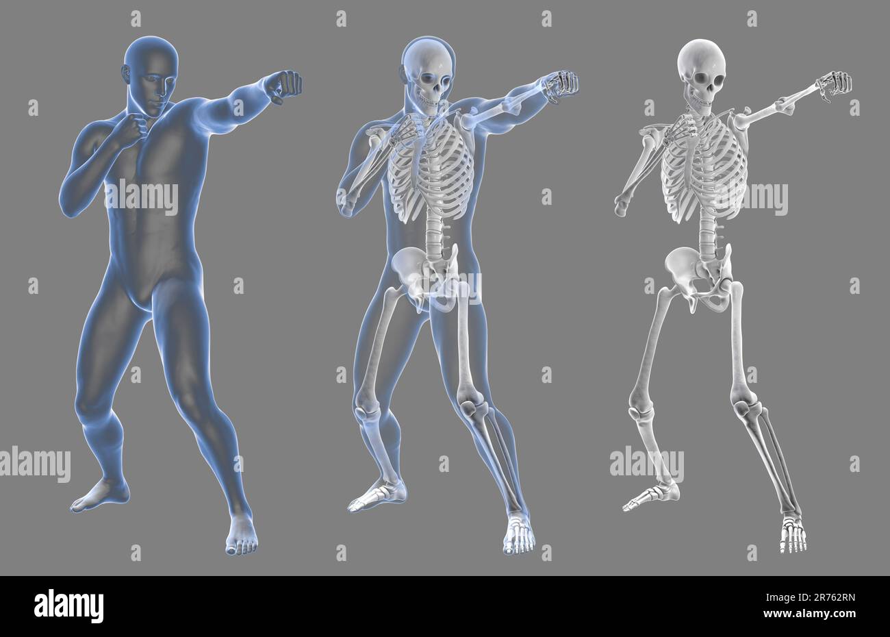 Anatomy of boxing sport, computer illustration. Human male body in ...