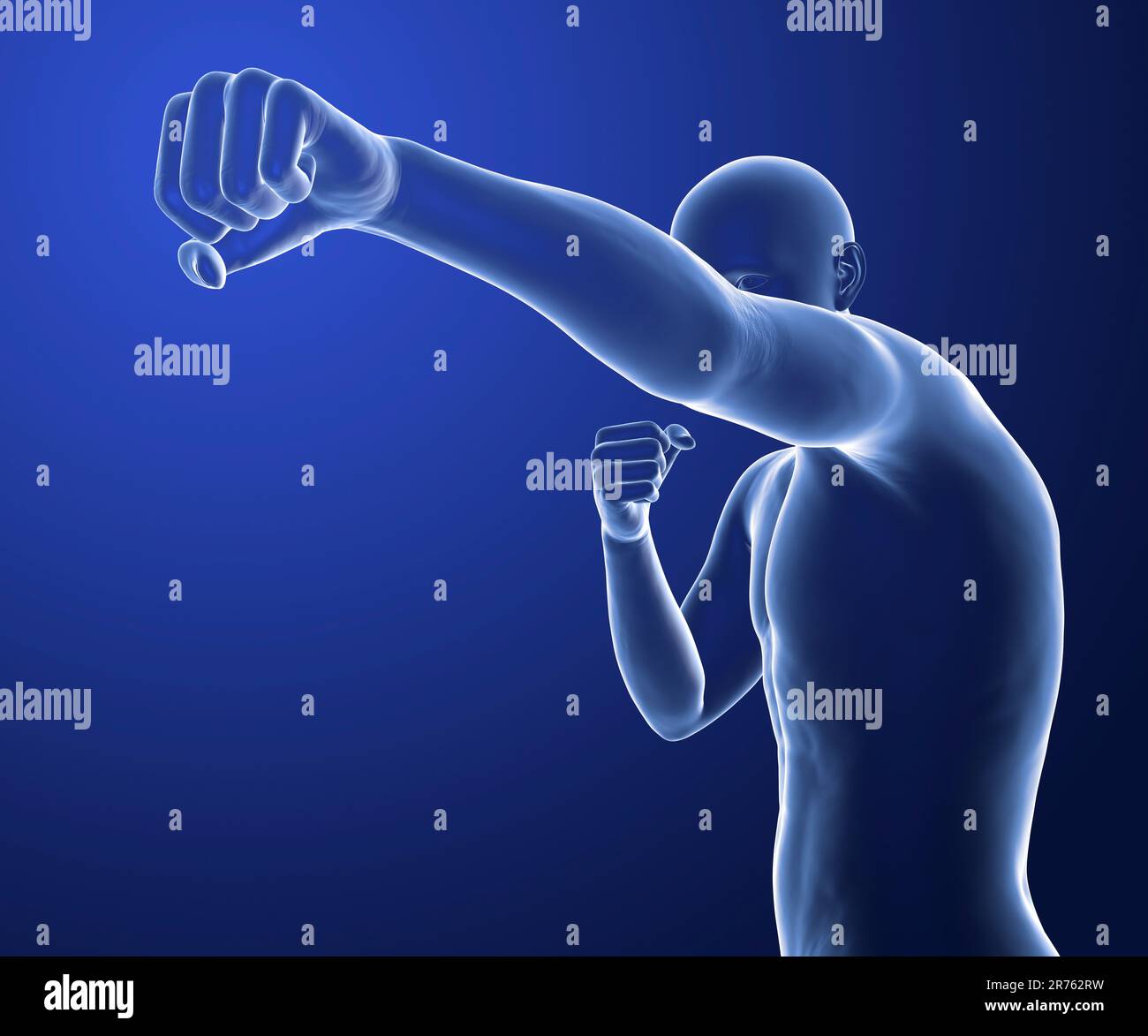 Anatomy of a boxer hi-res stock photography and images - Alamy