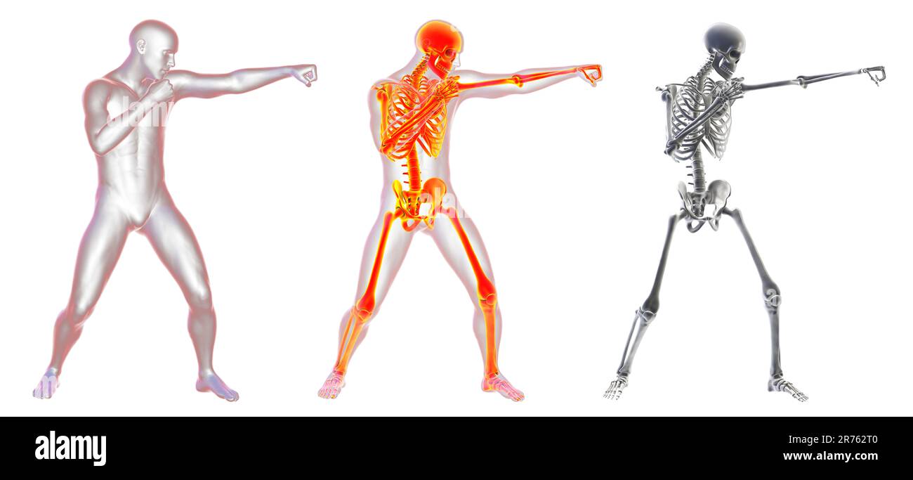 Anatomy of boxing sport, computer illustration. Human male body in ...
