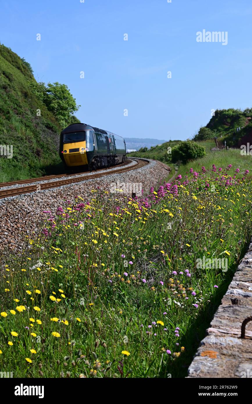 An Intercity125 high speed train passing lineside wildflowers at ...