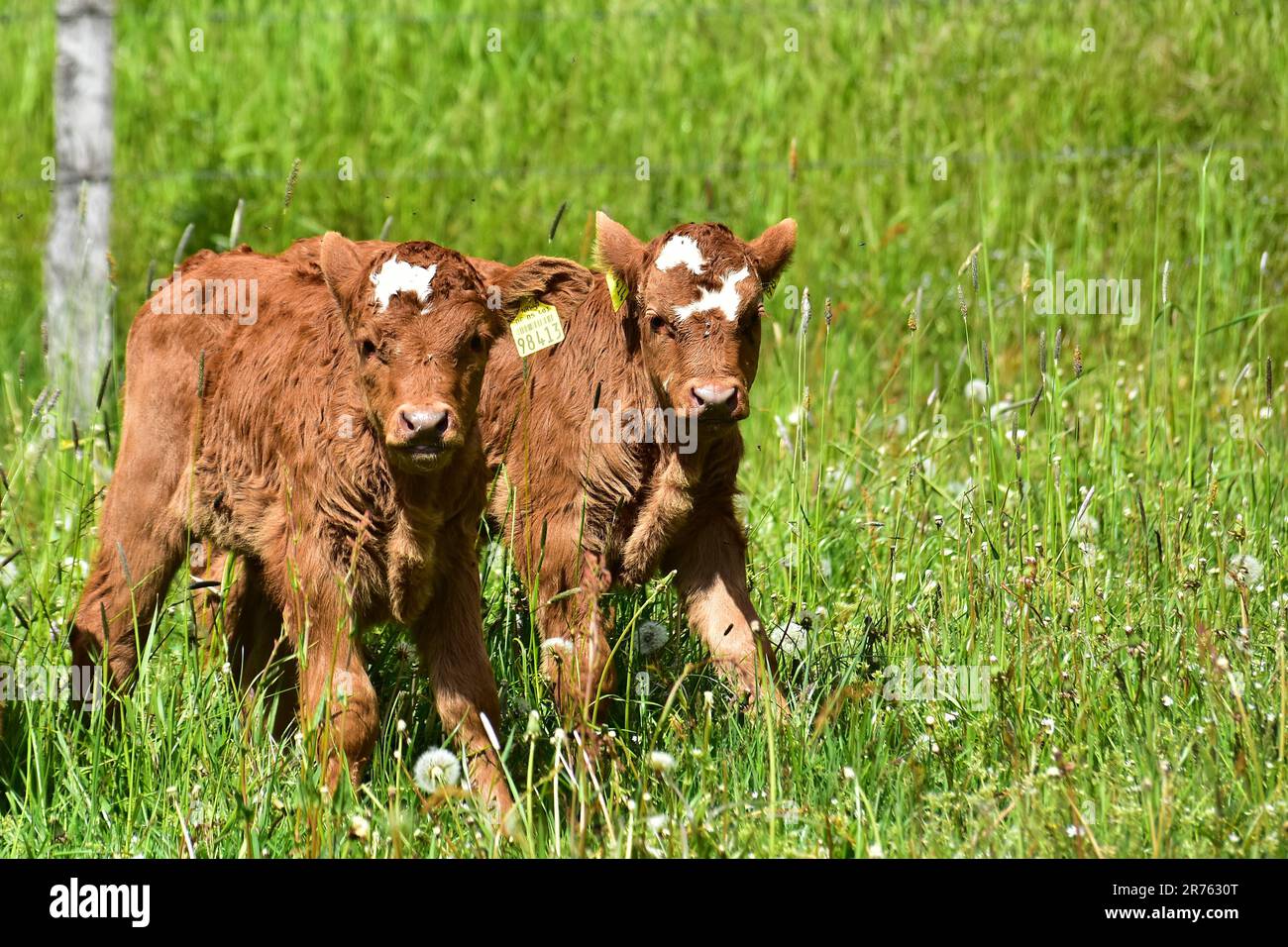 Kalbchen hi-res stock photography and images - Alamy