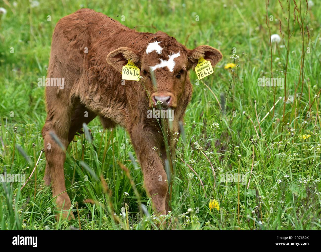 Kälbchen wiese hi-res stock photography and images - Alamy