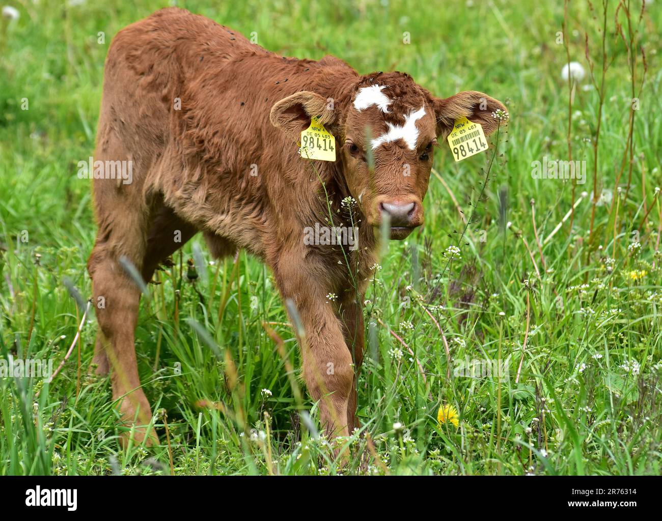 Wiese ranch hi-res stock photography and images - Alamy