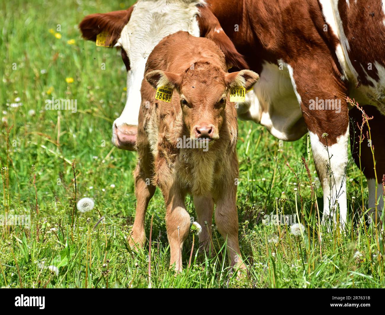 Wiese ranch hi-res stock photography and images - Alamy