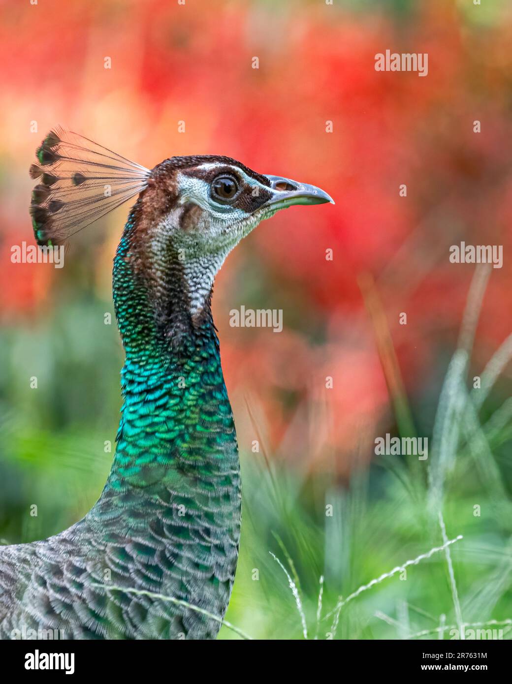 Macro peahen hi-res stock photography and images - Alamy