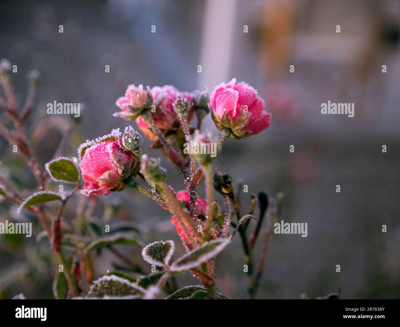Icy rose hi-res stock photography and images - Alamy