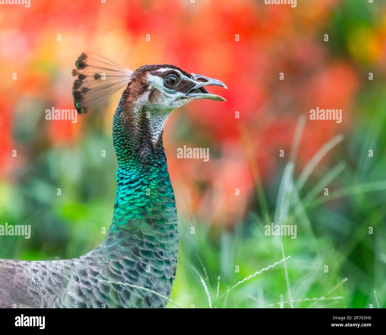 Macro peahen hi-res stock photography and images - Alamy