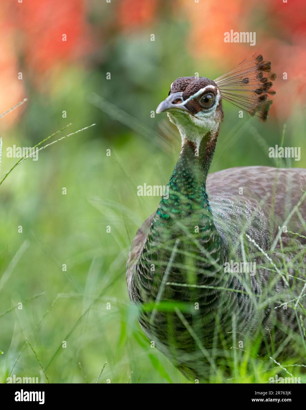 Macro peahen hi-res stock photography and images - Alamy