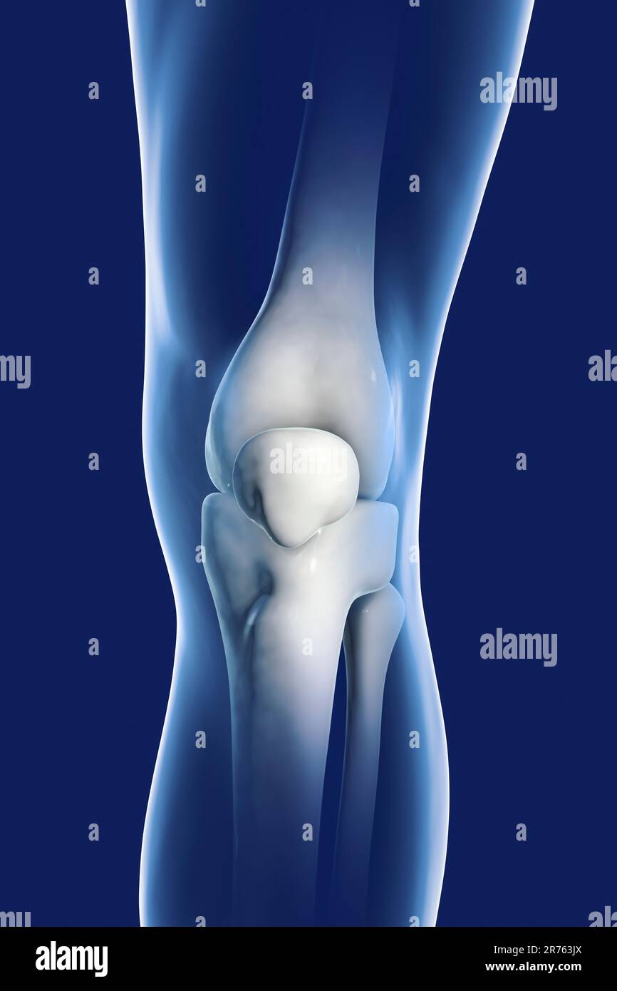 Human knee joint, computer artwork Stock Photo - Alamy