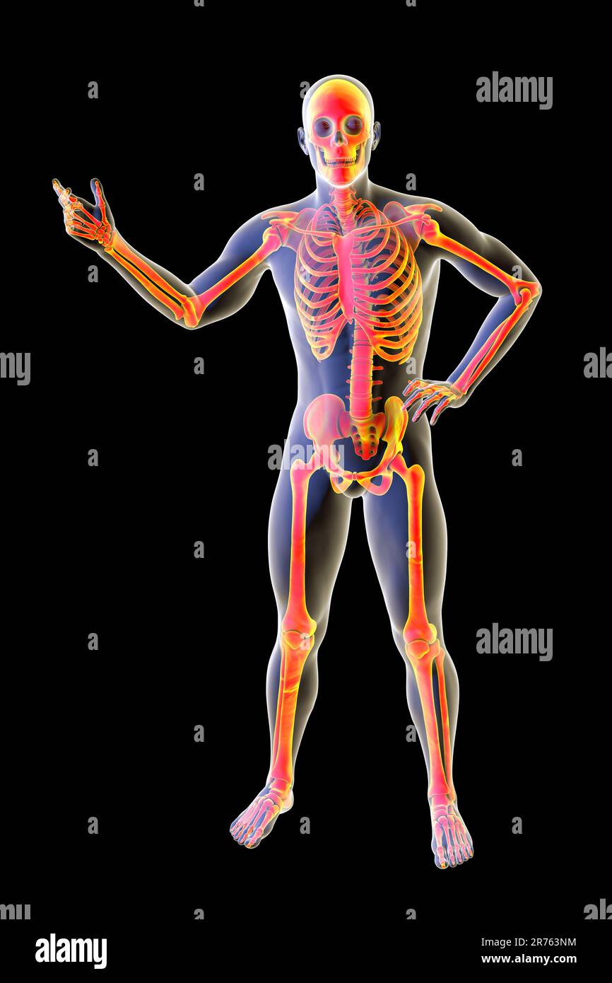 Human full body with skeleton in a speaker pose, front view, conceptual ...