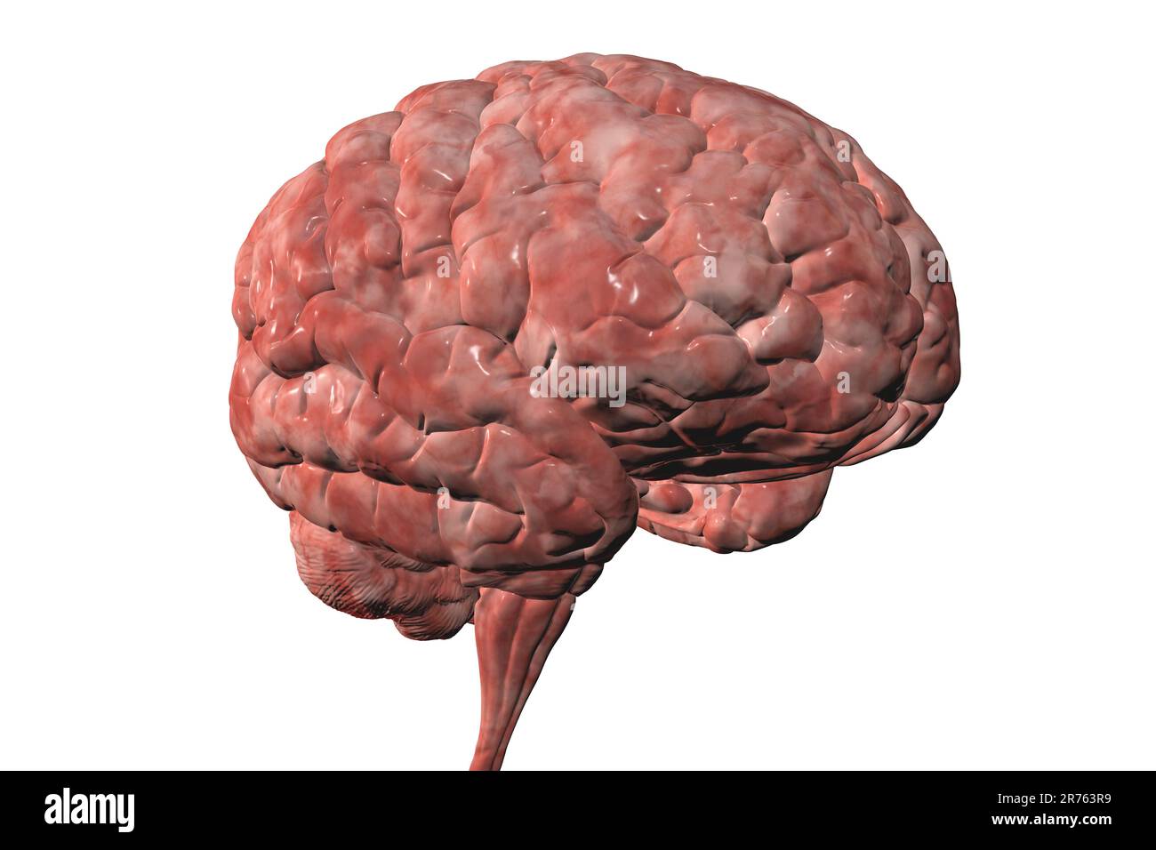 Human brain, computer illustration Stock Photo - Alamy