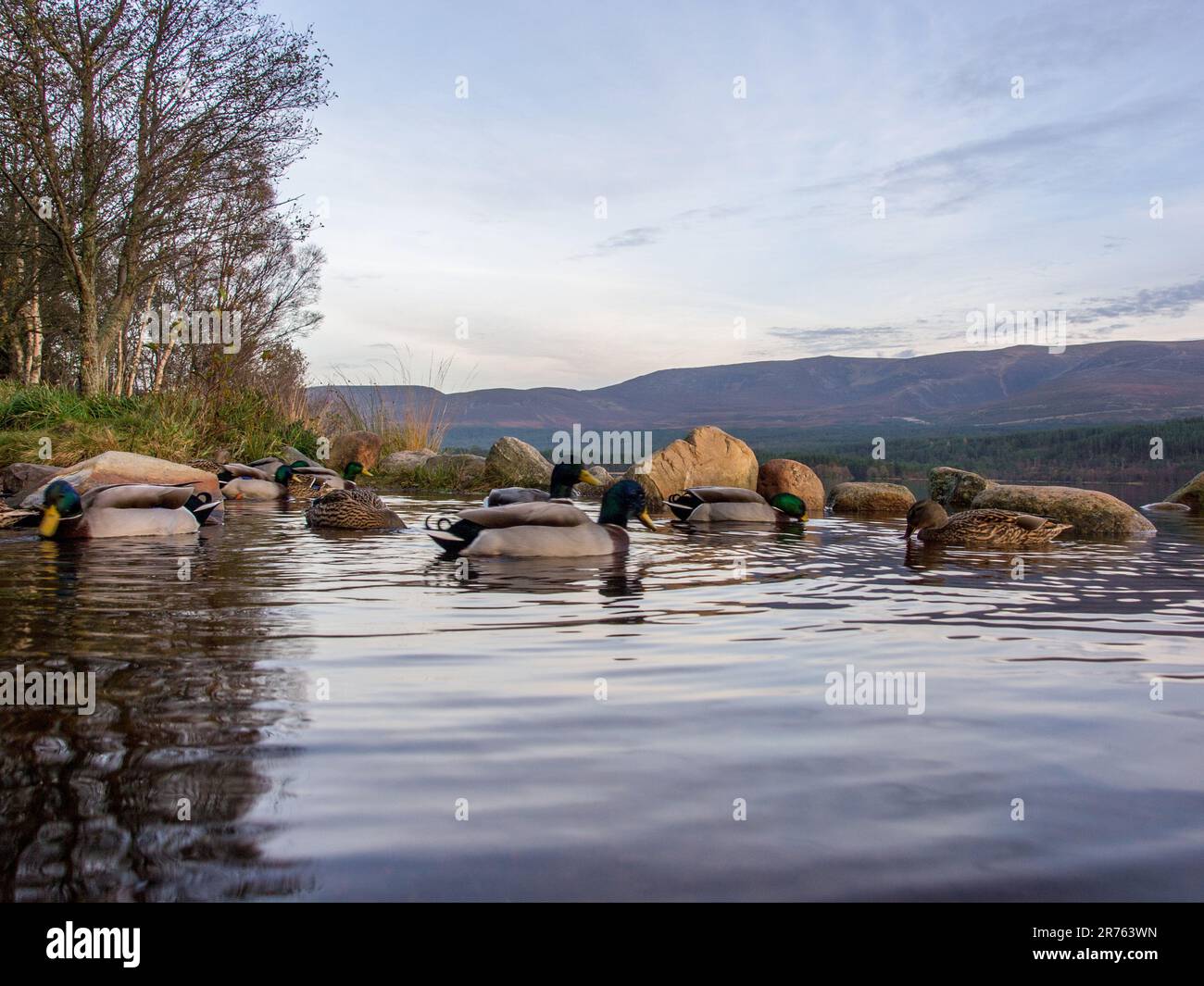 Shallow water amidst lush grass hi-res stock photography and images - Alamy