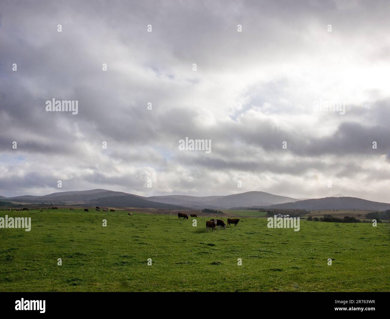 Vast open field dotted hi-res stock photography and images - Alamy