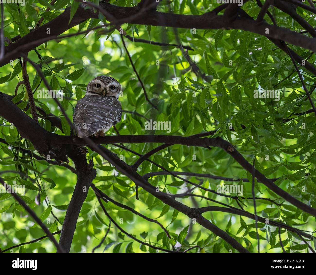 A Spotted owl looking back Stock Photo - Alamy