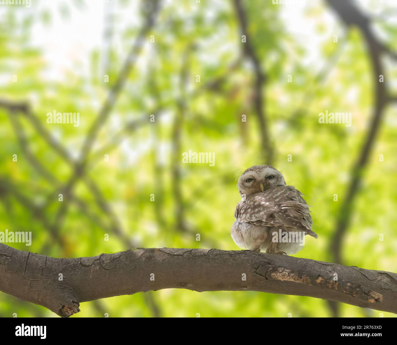 Owl looking back hi-res stock photography and images - Alamy