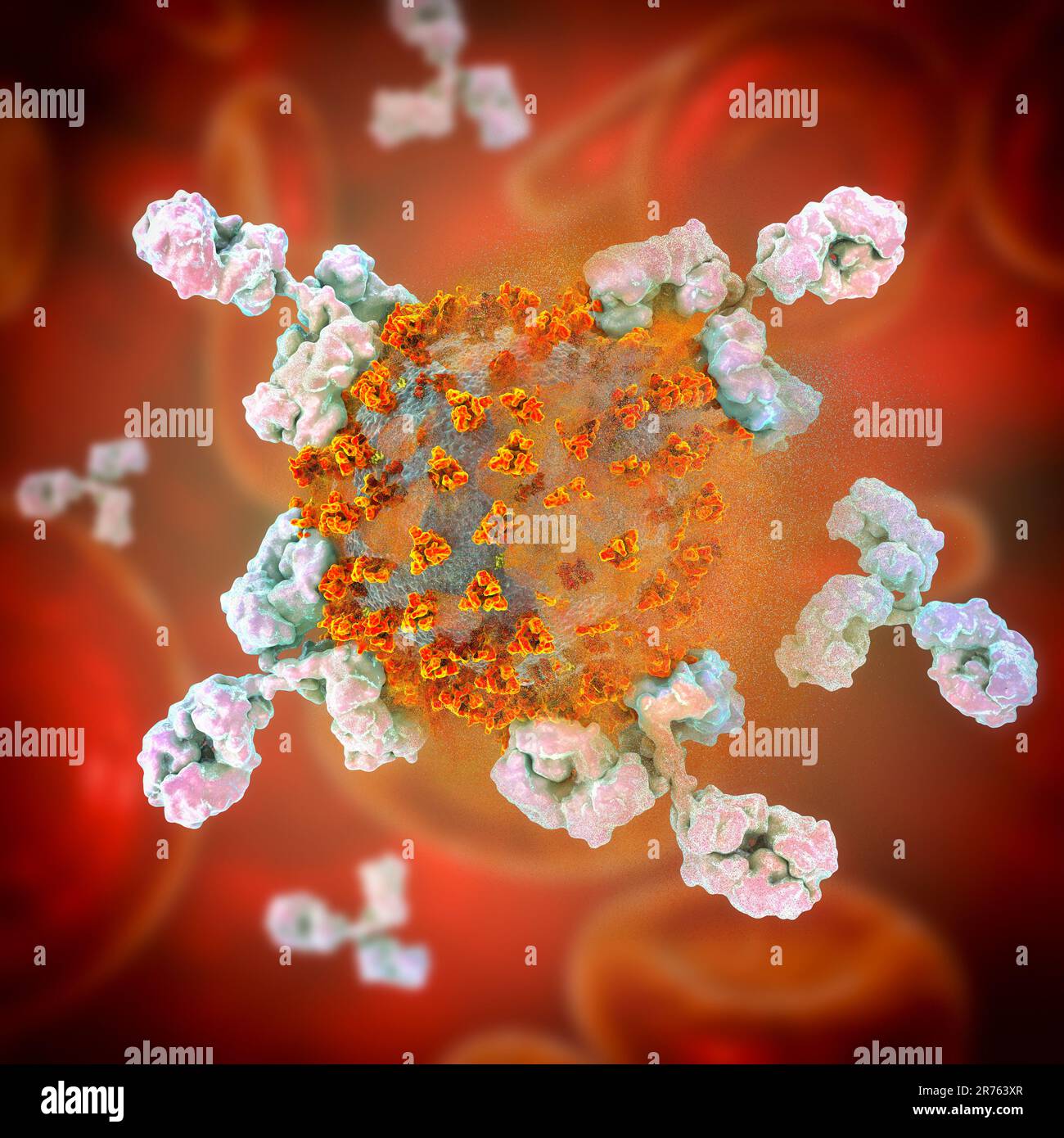 Antibodies (y-shaped) responding to an infection with the new ...