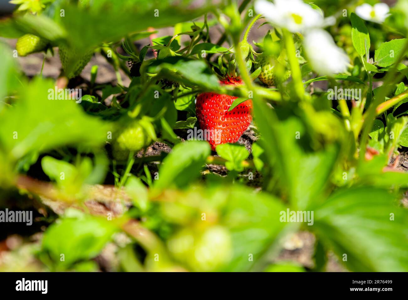 growing strawberries in the garden Stock Photo - Alamy