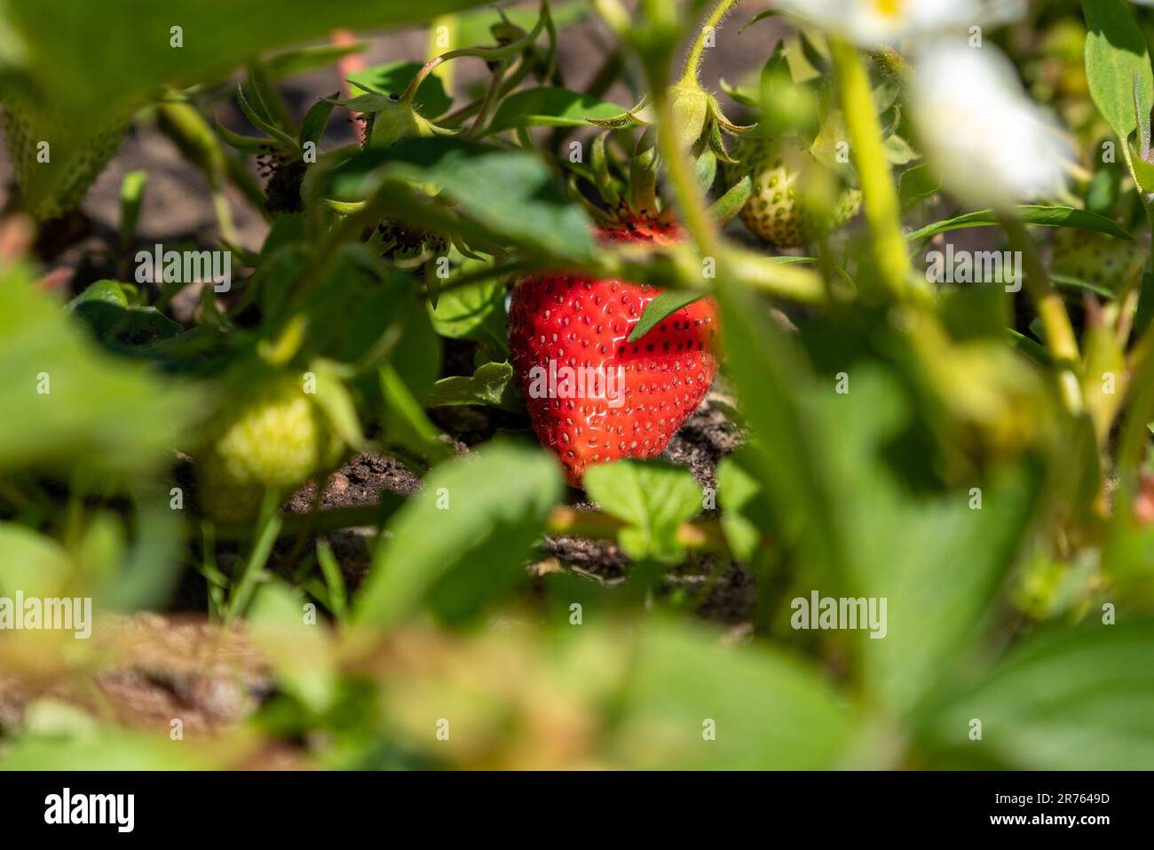 growing strawberries in the garden Stock Photo - Alamy