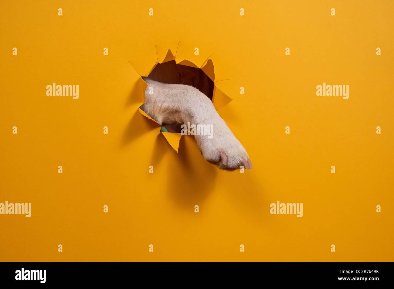 Dog jack russell terrier tore paw cardboard orange background Stock ...