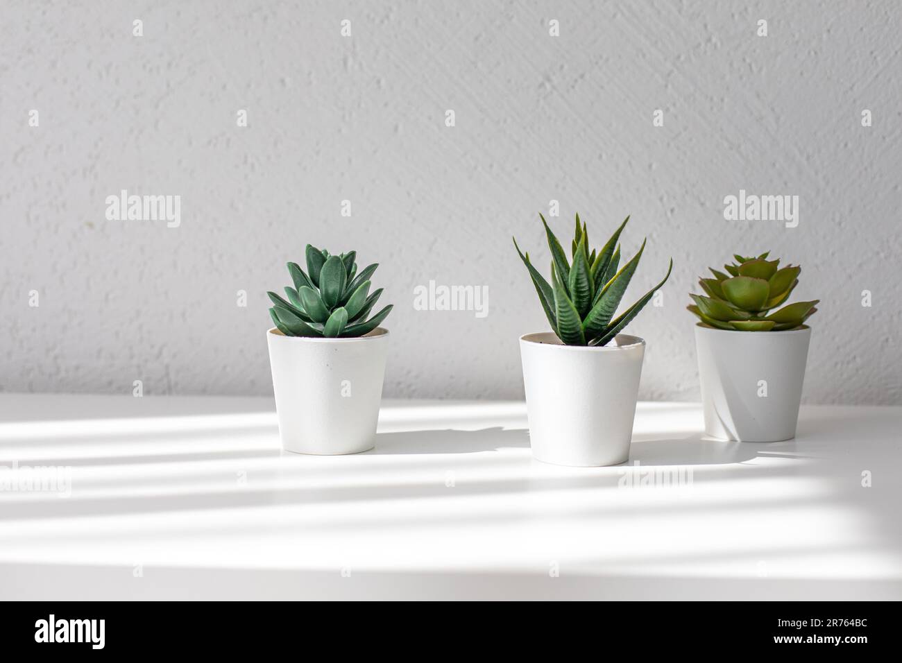 A trio of potted succulents displayed together in a vibrant and eye ...