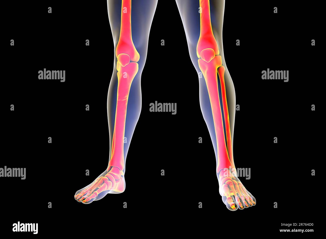 Human legs anatomy, computer illustration Stock Photo - Alamy