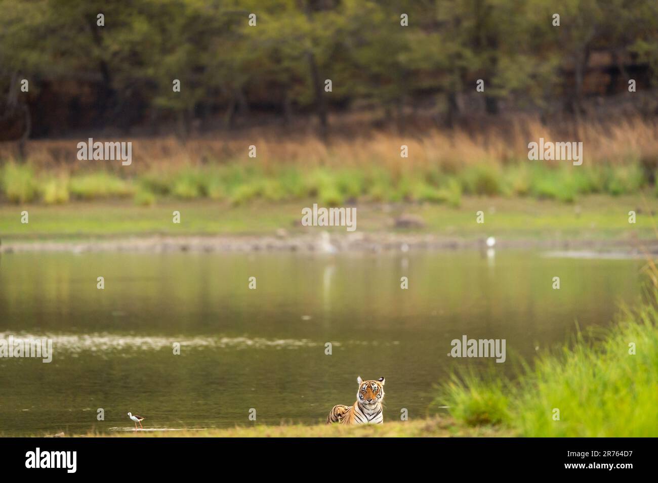 wild bengal female tiger or tigress or panthera tigris sitting in ...